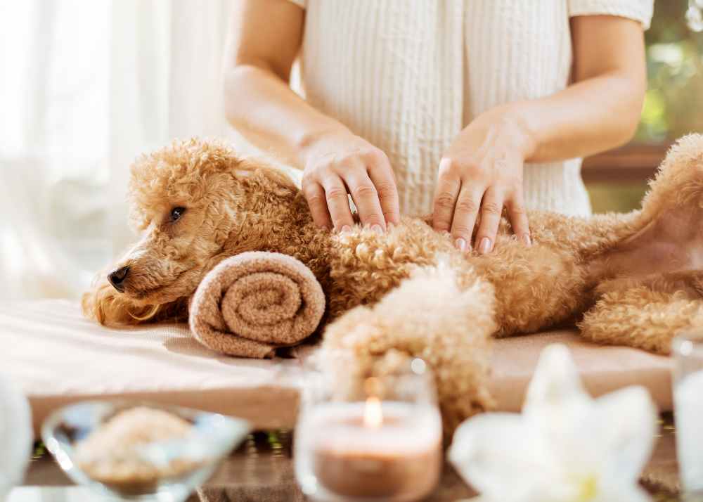Pamper Your Pooch with a Home Spa Day For Dogs - Pawrade.com