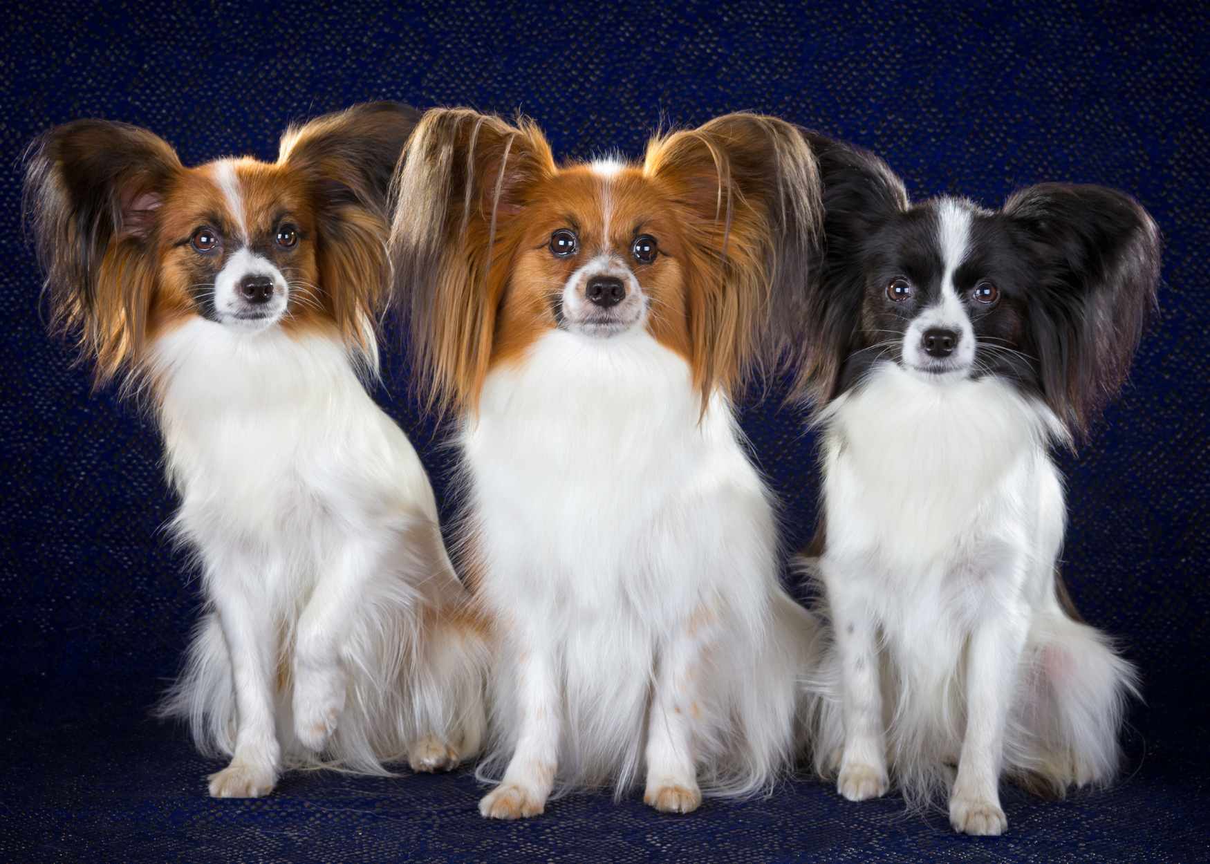 Papillon Dogs Donshar Papillon Dogs