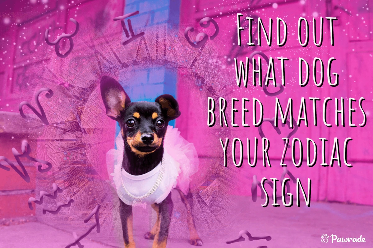Which dog breed are you based on your zodiac sign 60 photos ...