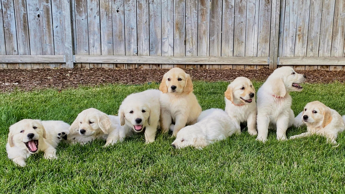 Your Puppy's Development: 7 Weeks | PuppySpot