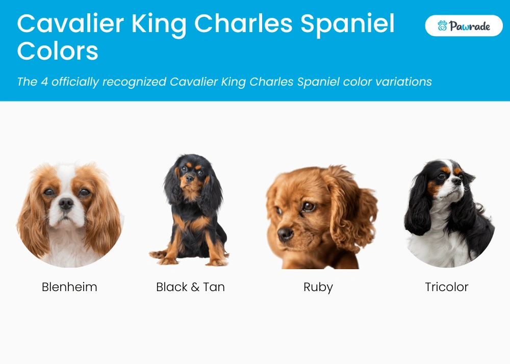 Cavalier King Charles Spaniels vs. Cocker Spaniels - Pawrade.com