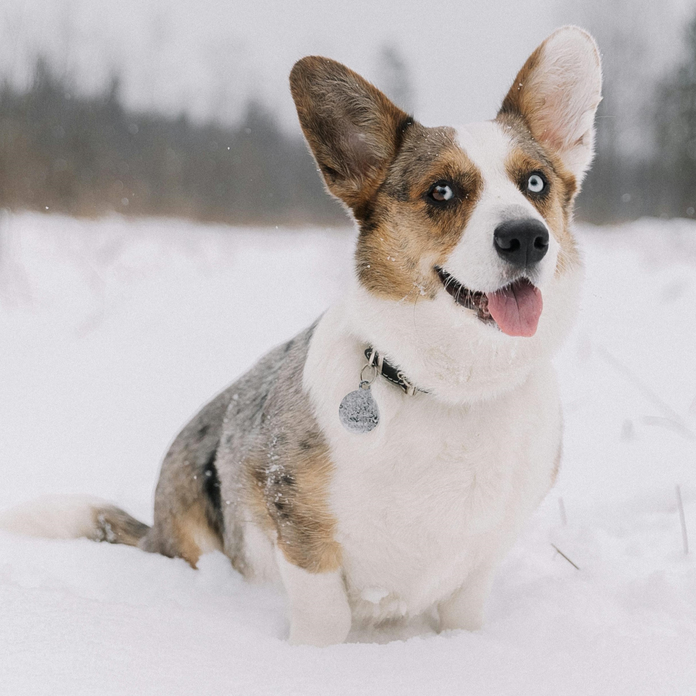 All About The Herding Group | PuppySpot