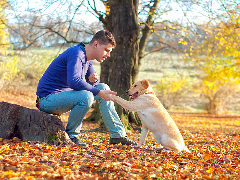 Training | PuppySpot
