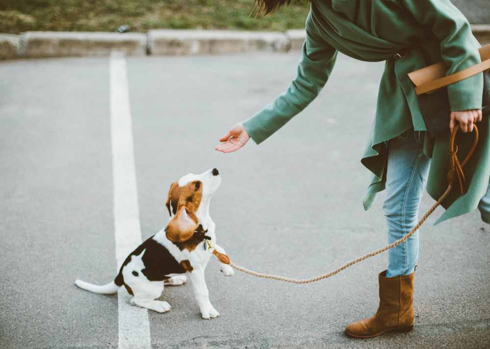 14 Training Games to Play With Your Puppy - Pawrade.com