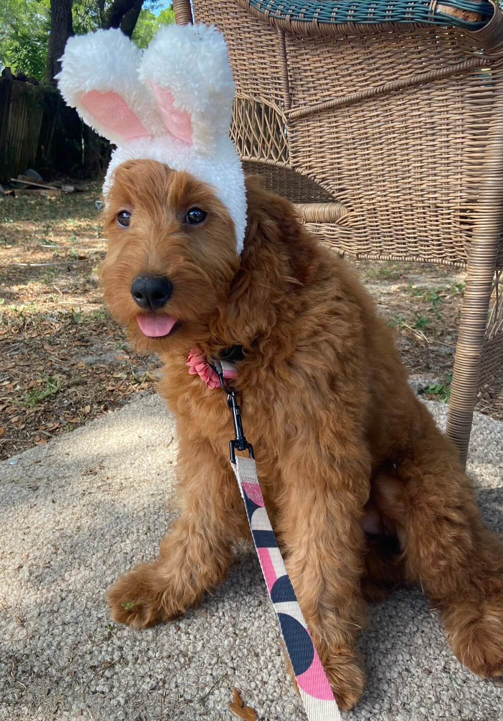 Meet Our Staff Pawrade Puppies - Pawrade.com