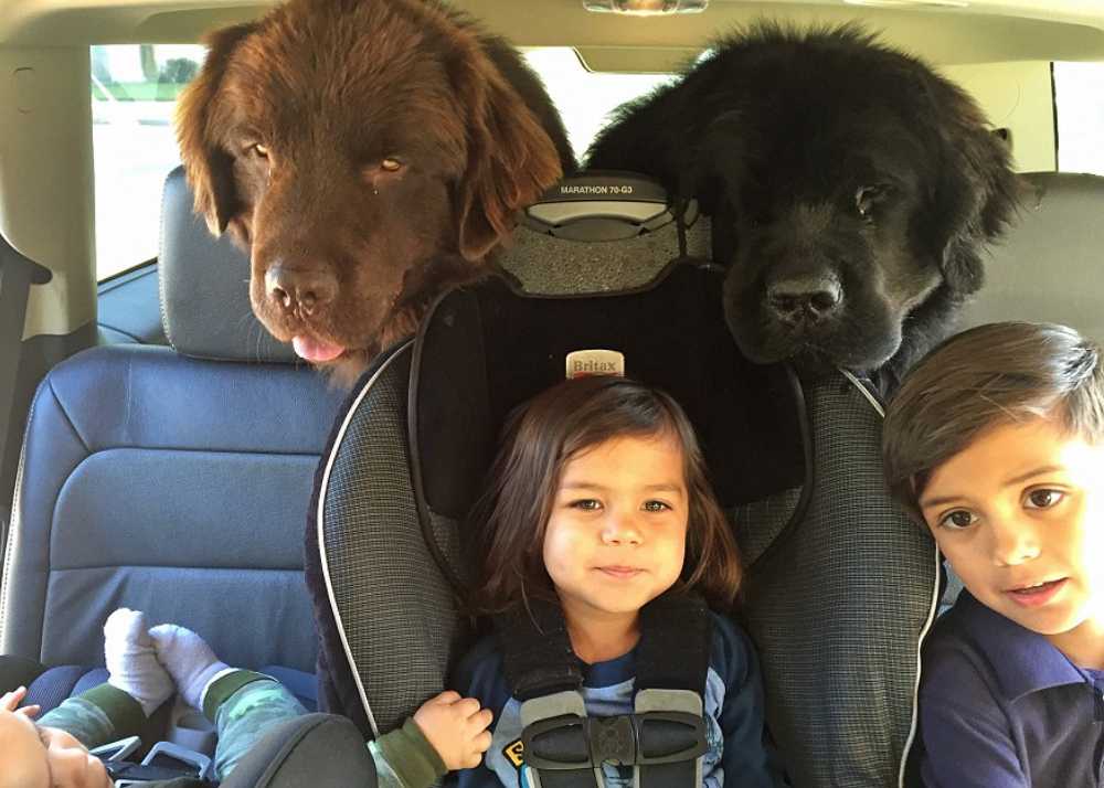 The Ultimate Newfoundland Puppy Ownership Guide - Pawrade.com