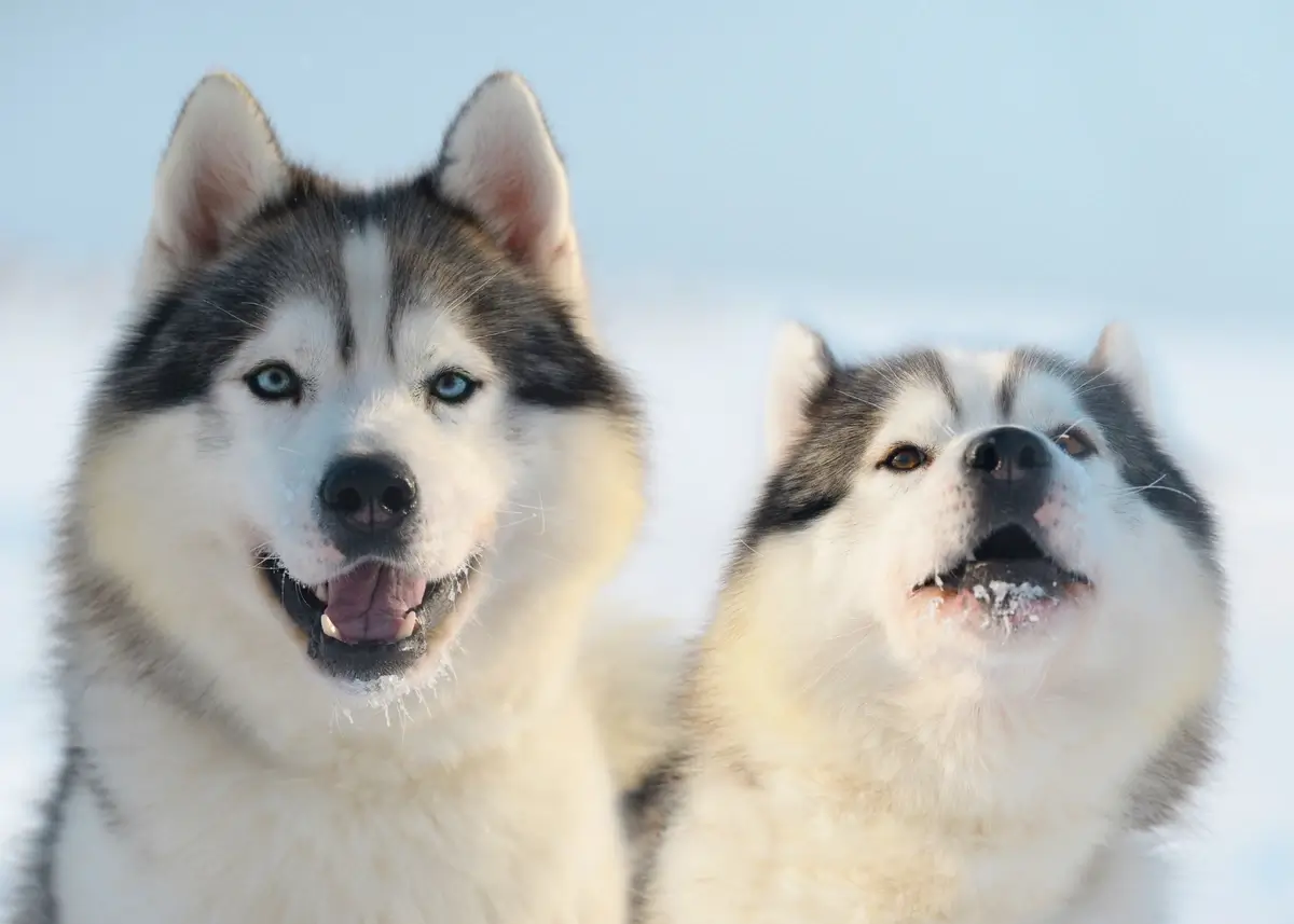A Quick Guide to Cold Weather Dog Breeds | Pawrade - Pawrade.com