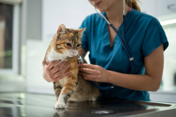Rising vet bills drive growth in DIY pet care