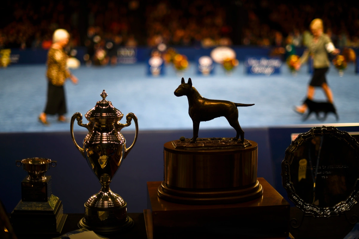 Stache the Sealyham Terrier Wins the 2023 National Dog Show - Pawrade.com