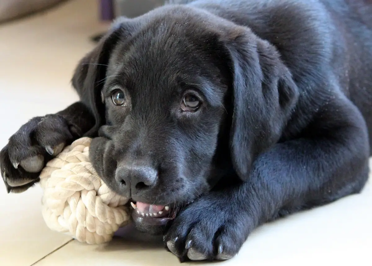 The Ultimate Guide to Puppy Teething - Pawrade.com