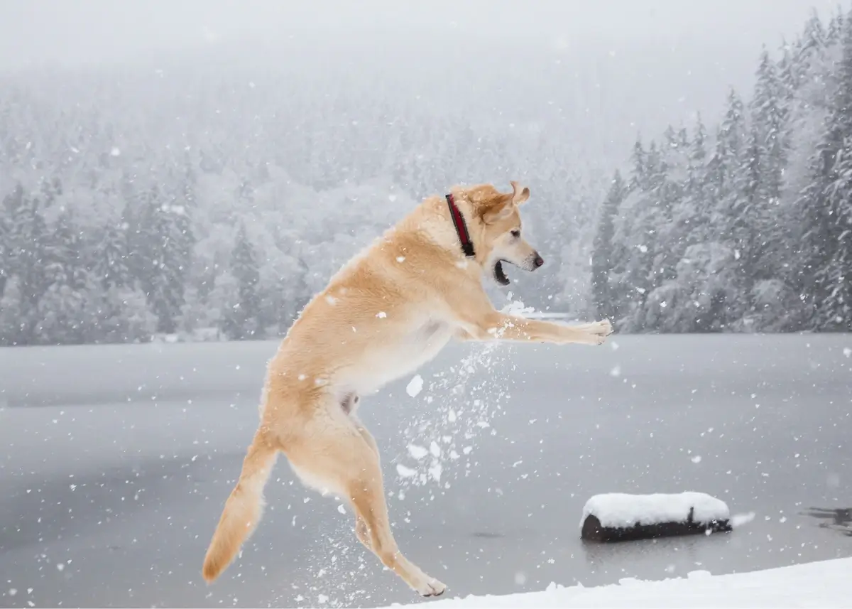A Quick Guide to Cold Weather Dog Breeds | Pawrade - Pawrade.com