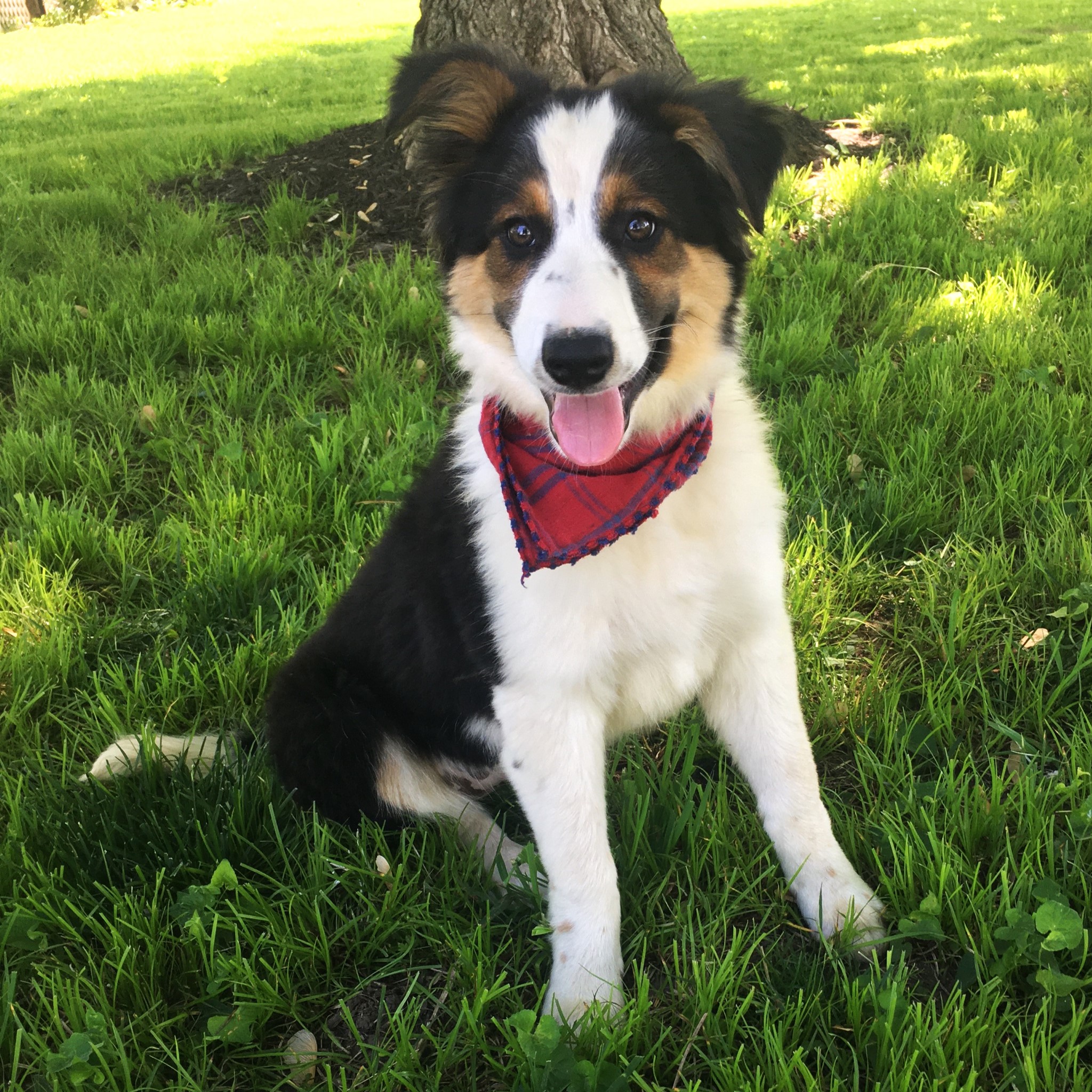 All About The Herding Group | PuppySpot