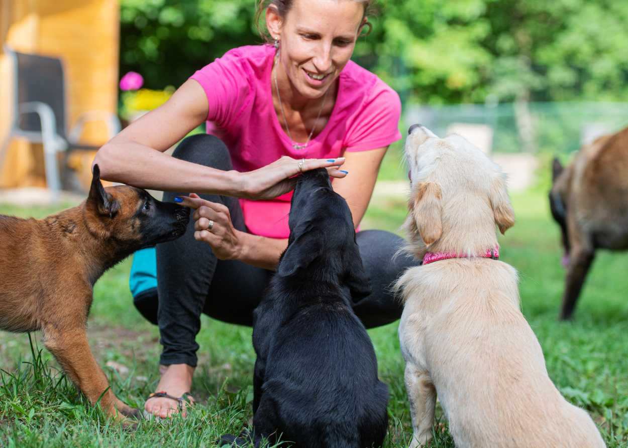 Popular Dog Training Methods For Your Puppy - Pawrade.com