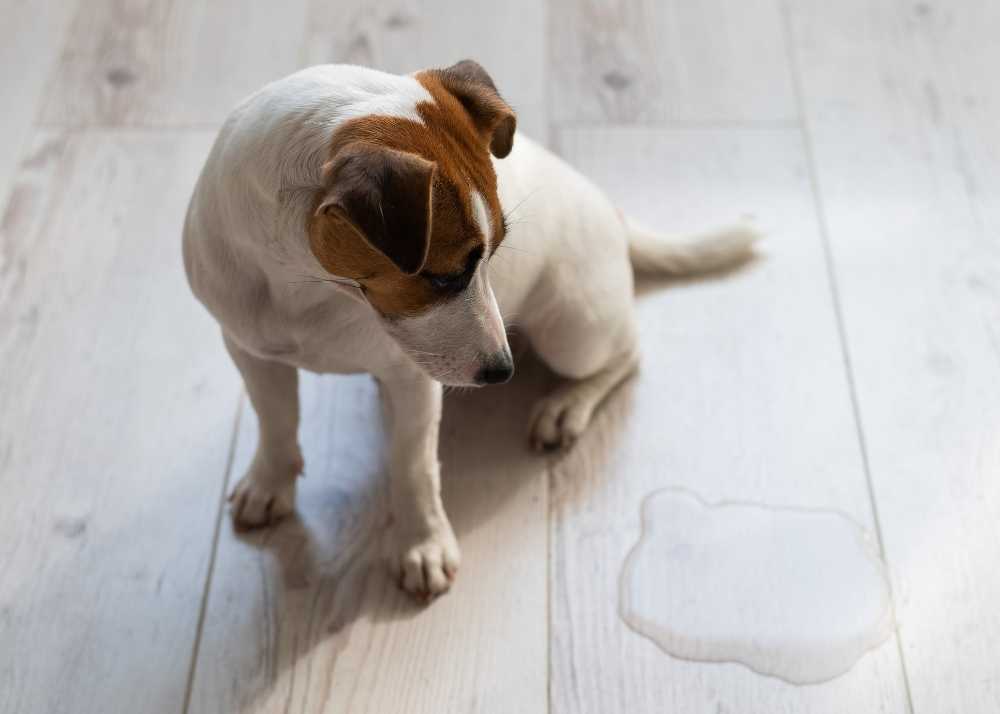 All About Excitement Peeing and Submissive Urination In Puppies ...