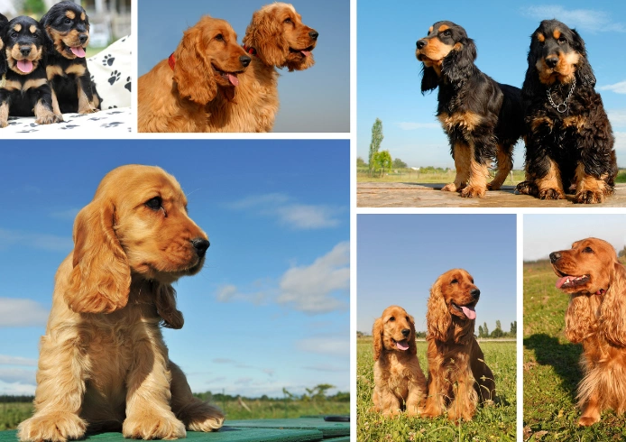 The Ultimate Cocker Spaniel Puppy Ownership Guide - Pawrade.com