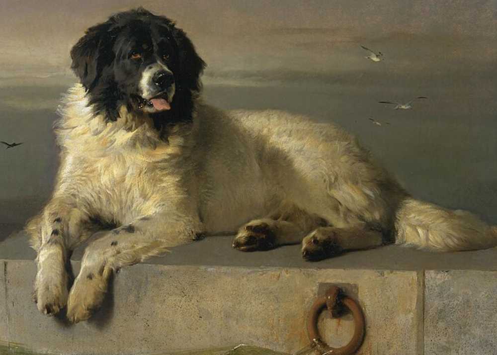 The Ultimate Newfoundland Puppy Ownership Guide - Pawrade.com