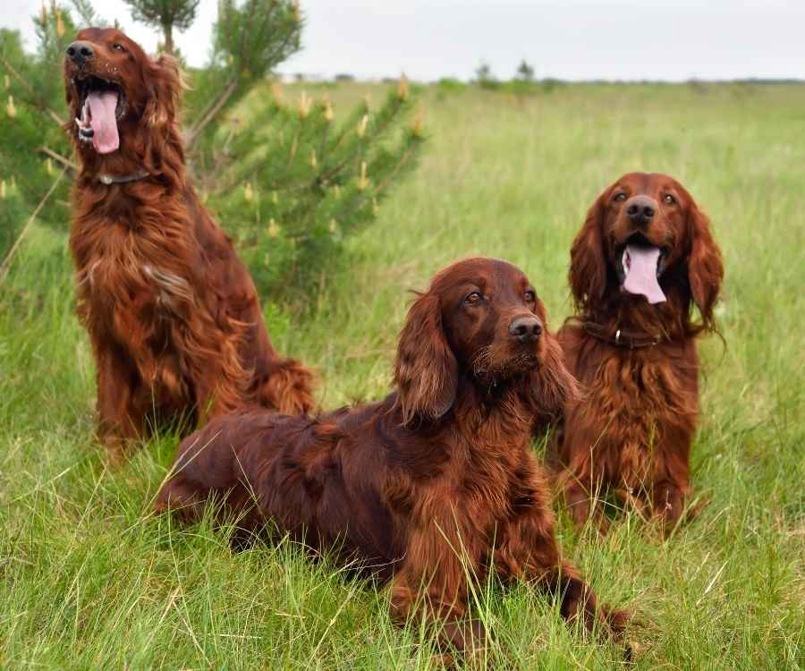 Get to Know These 4 Super Setter Dog Breeds - Pawrade.com