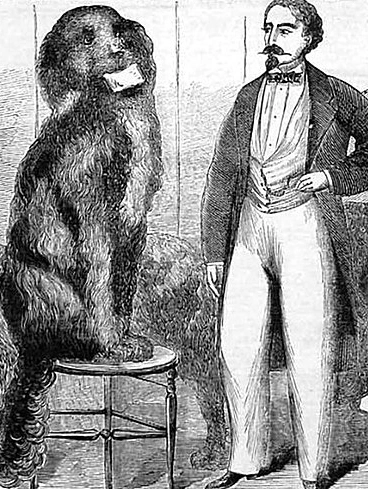 The Ultimate Newfoundland Puppy Ownership Guide - Pawrade.com