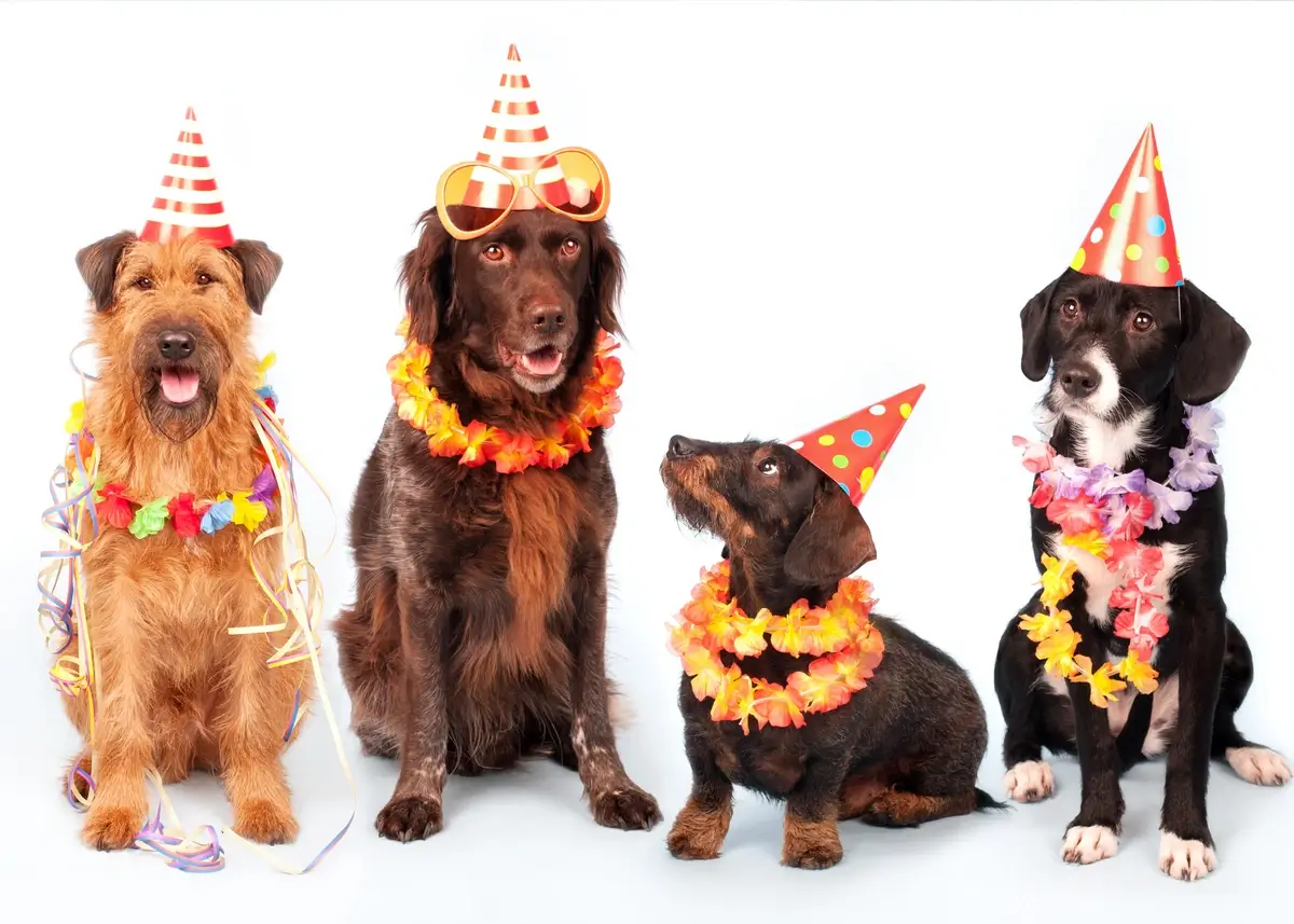 24 Ideas For Throwing a Successful Dog Party - Pawrade.com