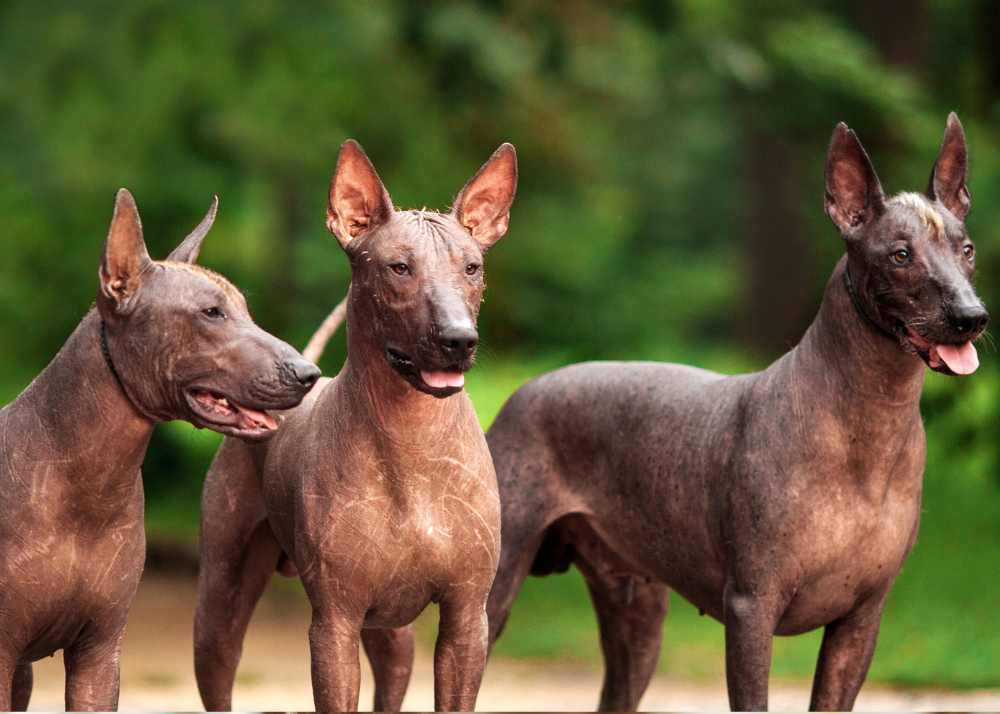 Dogs' Roles in Ancient Civilizations - Pawrade.com