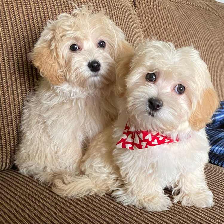 Spotlight on Pawrade Puppy Breeder Judy - Pawrade.com