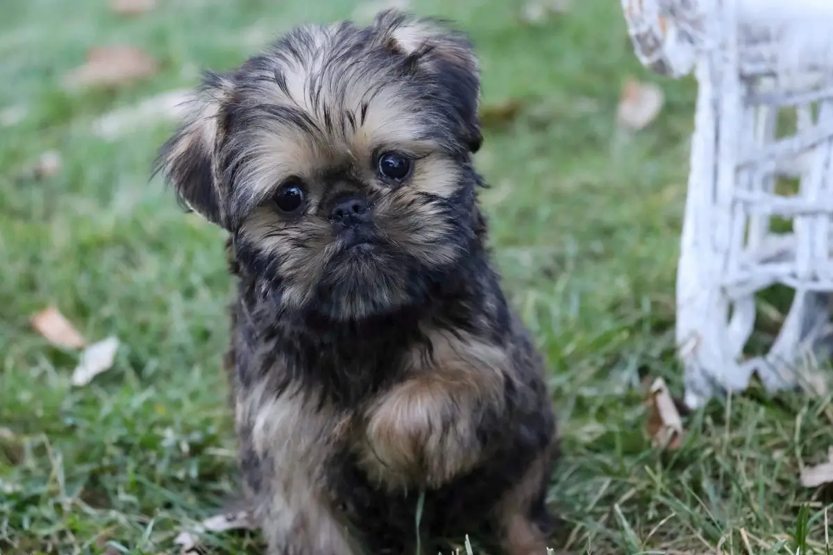 The Ultimate Brussels Griffon Puppy Ownership Guide - Pawrade.com