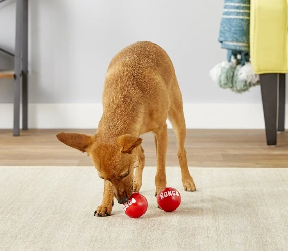 10 Fun Dog Toys to Help You Bond With Your Puppy - Pawrade.com