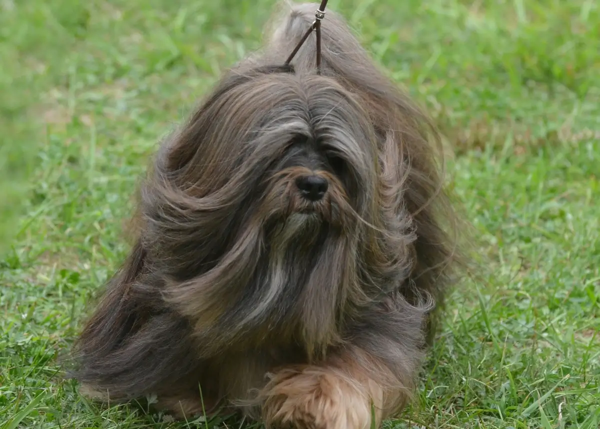 The Ultimate Havanese Puppy Ownership Guide - Pawrade.com