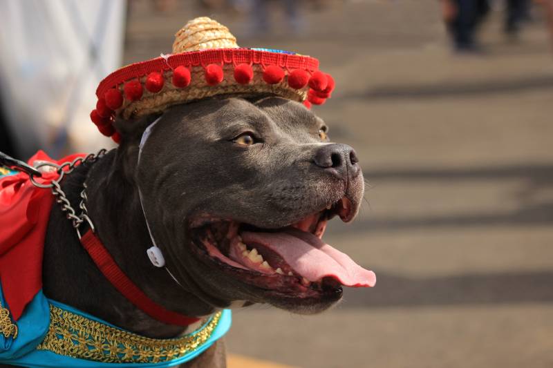 Discover These Unique Mexican Dog Breeds - Pawrade.com