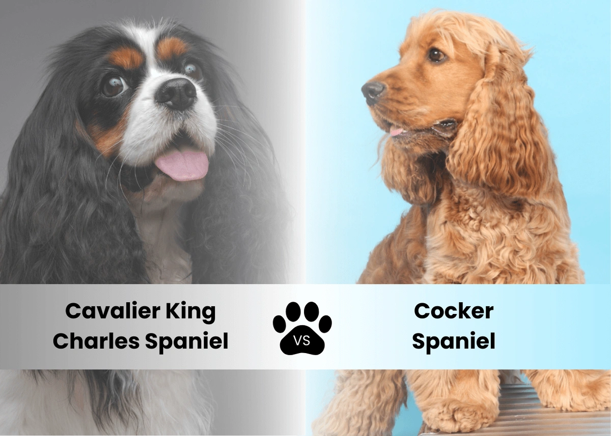 Cavalier King Charles Spaniels vs. Cocker Spaniels - Pawrade.com
