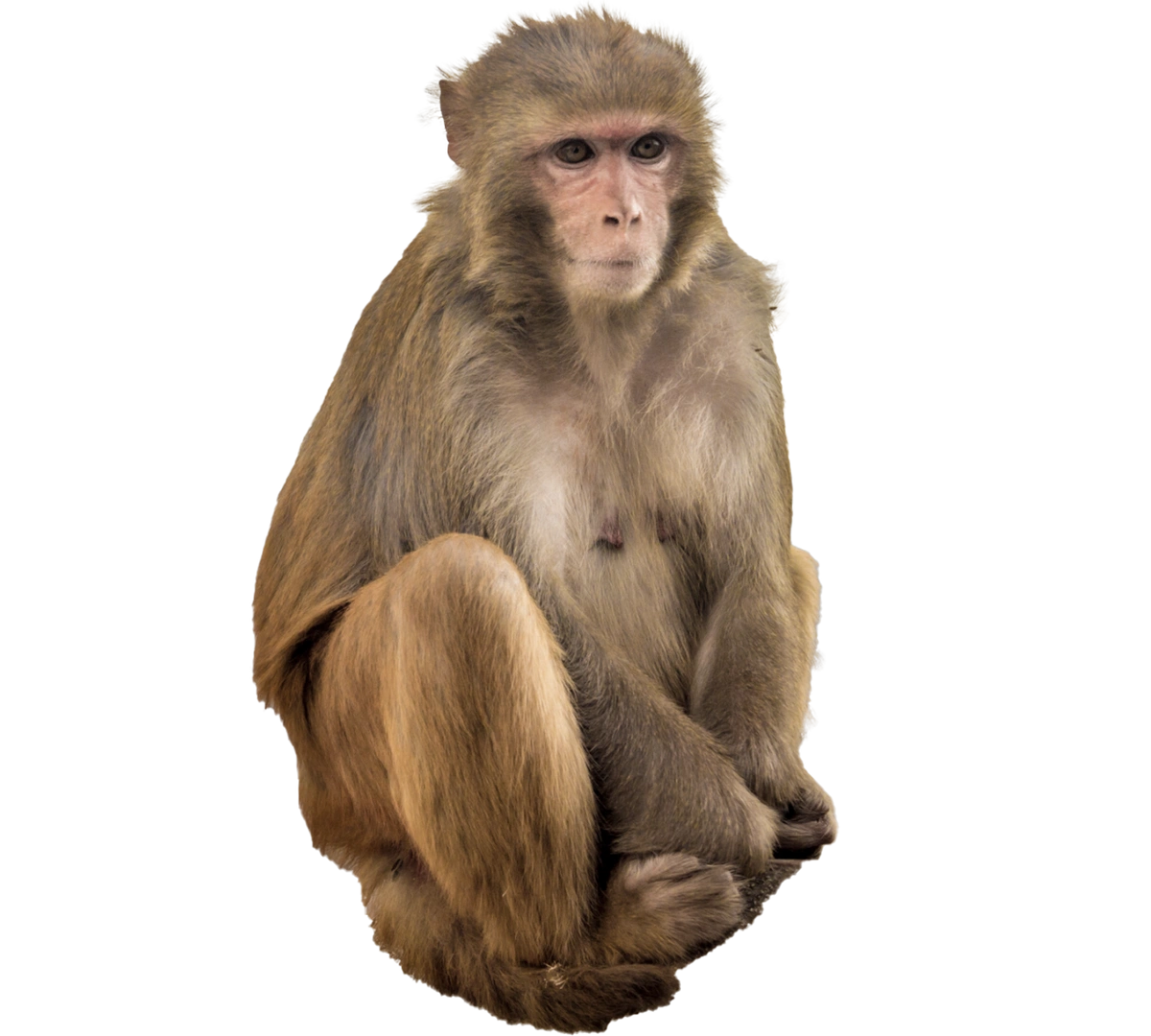 Understanding Preclinical Research at Neuralink | Blog | Neuralink