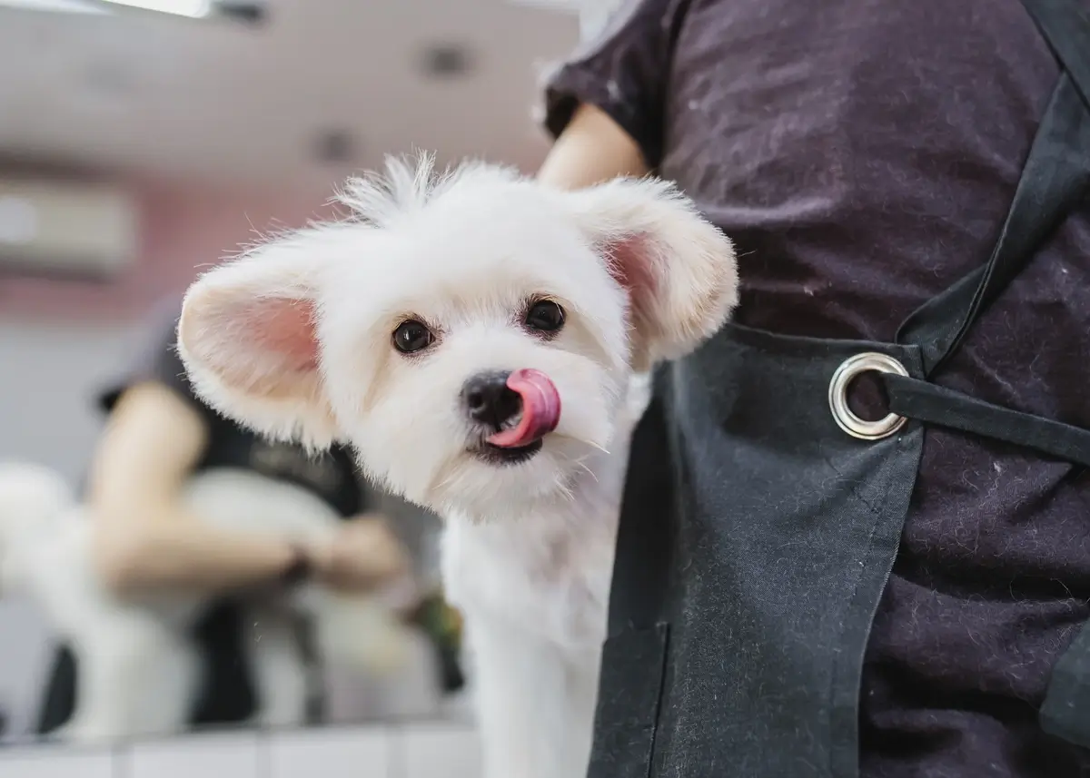 The Ultimate Maltese Puppy Ownership Guide - Pawrade.com