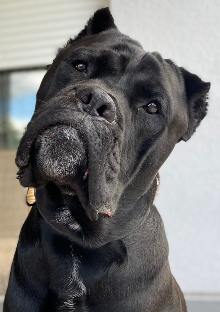 The Ultimate Cane Corso Mastiff Puppy Ownership Guide - Pawrade.com