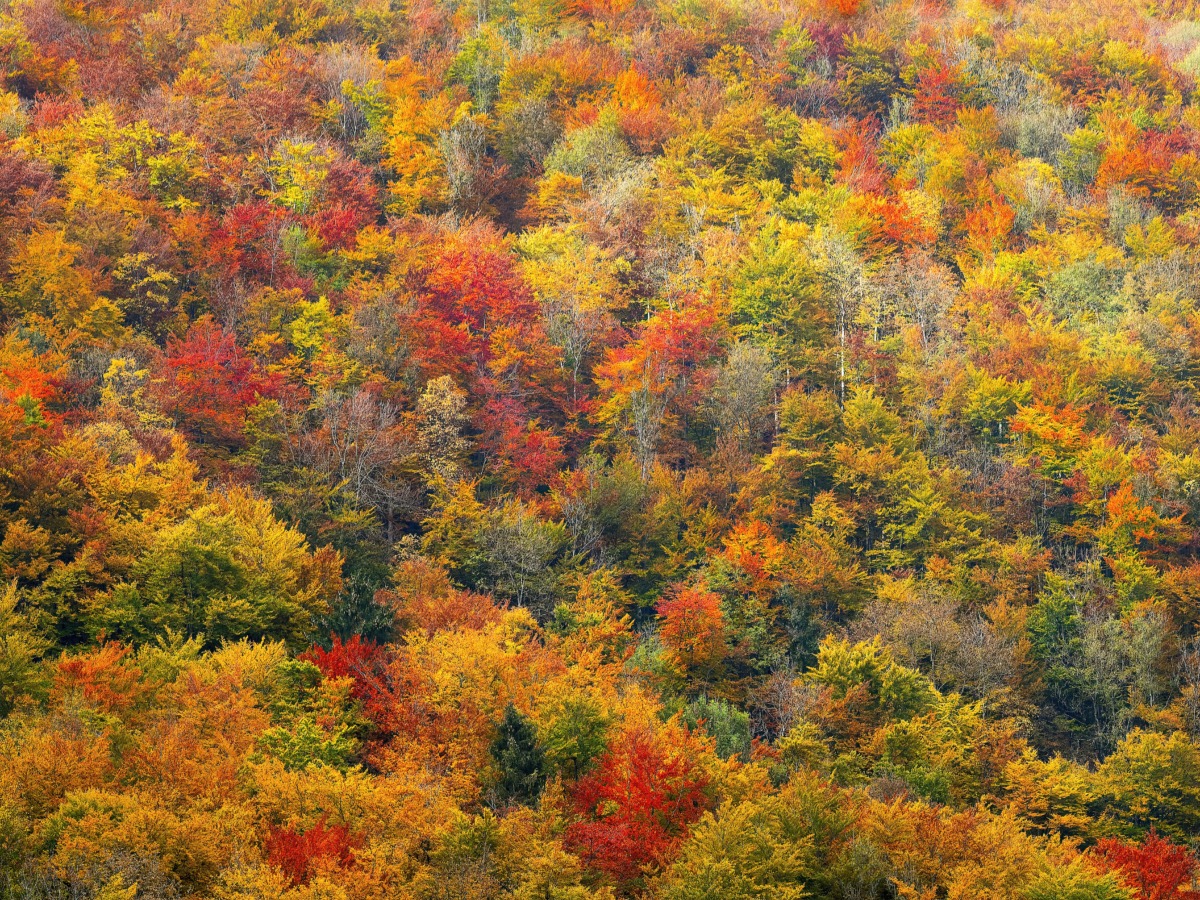 RVers Guide to Catching Fall Foliage Across the USA in 2021 | La Mesa ...