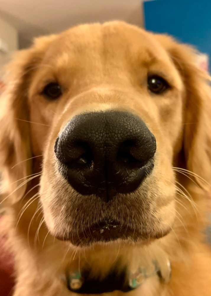 Super Sniffers: The Science Behind Puppies' Scent Abilities - Pawrade.com