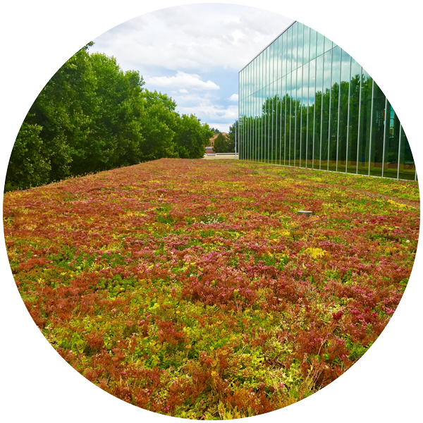 extensive green roof with Sedum mat blanket at glass curtain wall and ...
