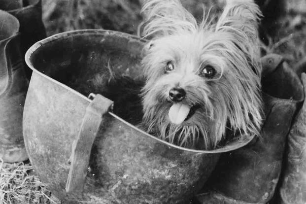 A Guide to Famous Military Working Dogs - Pawrade.com