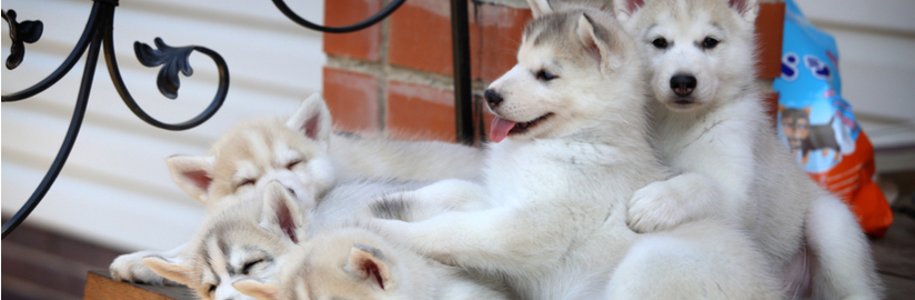 Your Puppy's Development: 7 Weeks | PuppySpot