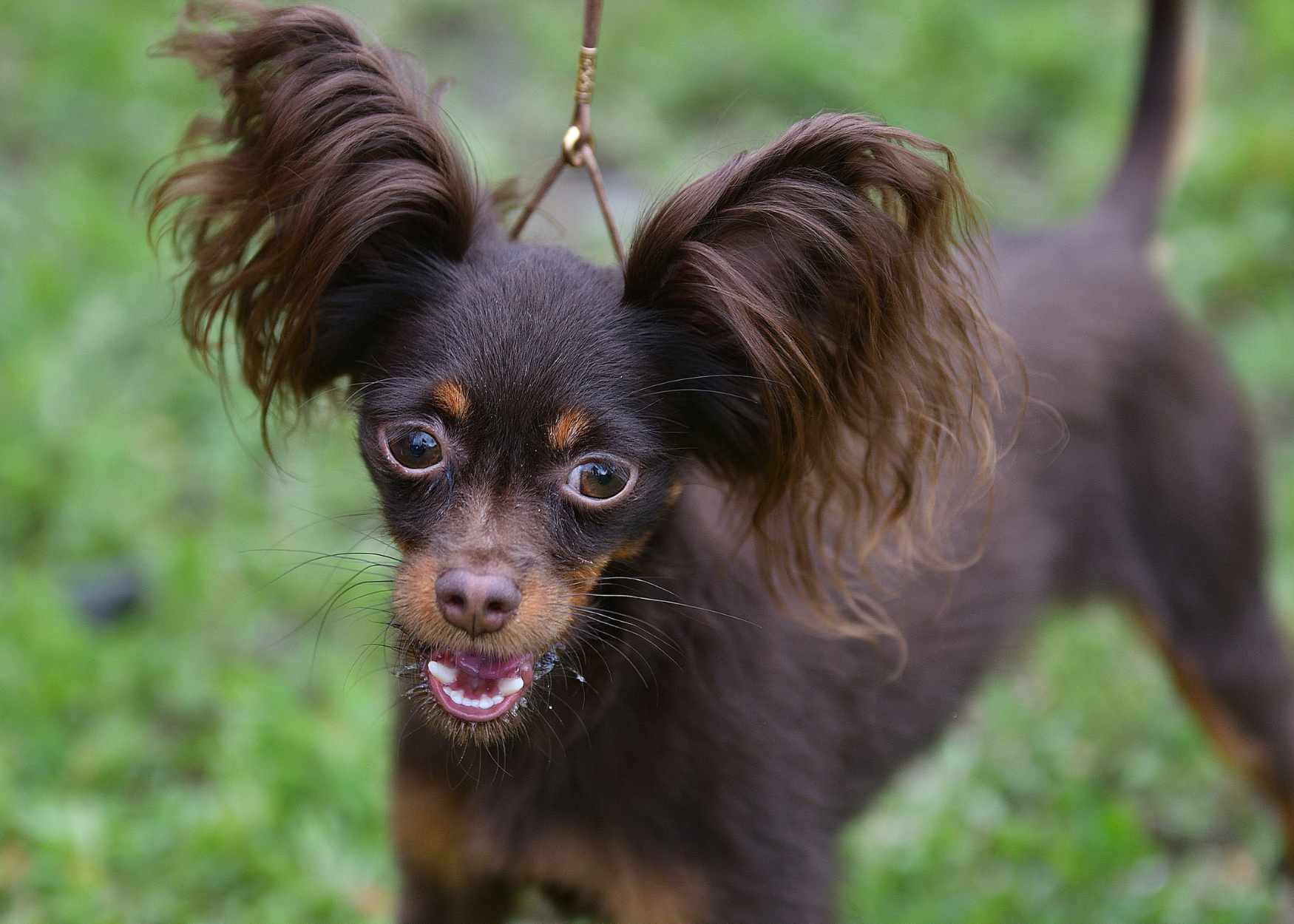 Meet the Newly Recognized AKC Dog Breeds - Pawrade.com