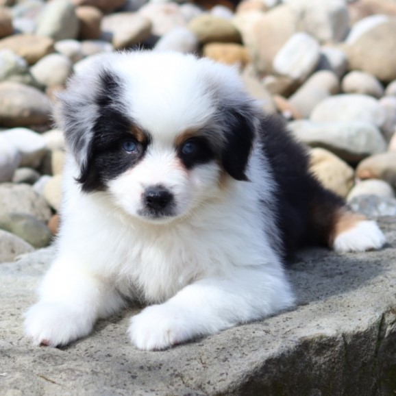 All About The Herding Group | PuppySpot