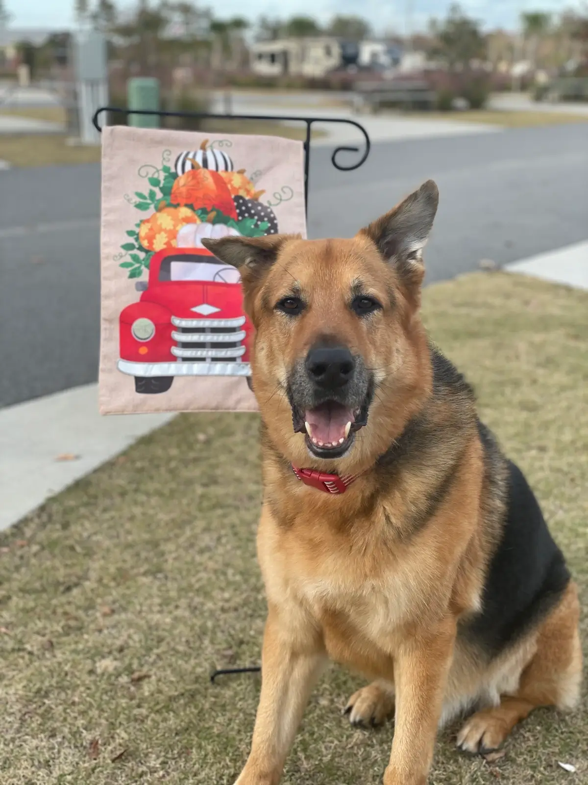 Our Pawrade Staff is Grateful For Our Furry Friends - Pawrade.com