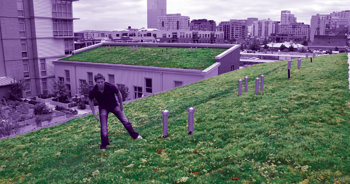 The Story of Purple Roof