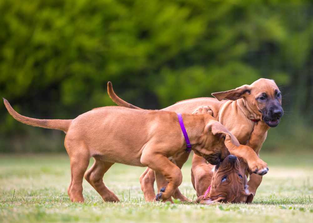 The Ultimate Rhodesian Ridgeback Puppy Ownership Guide - Pawrade.com