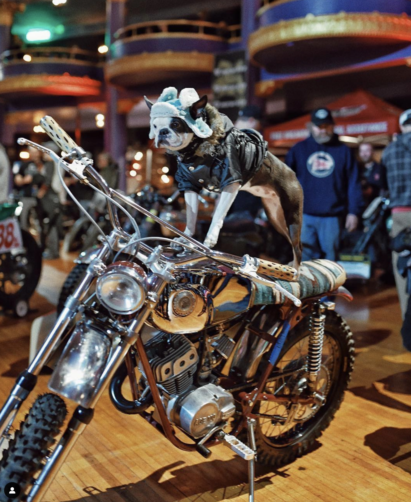 Want to Ride with Your Pet? Tips for Putting Your Dog on a Motorcycle
