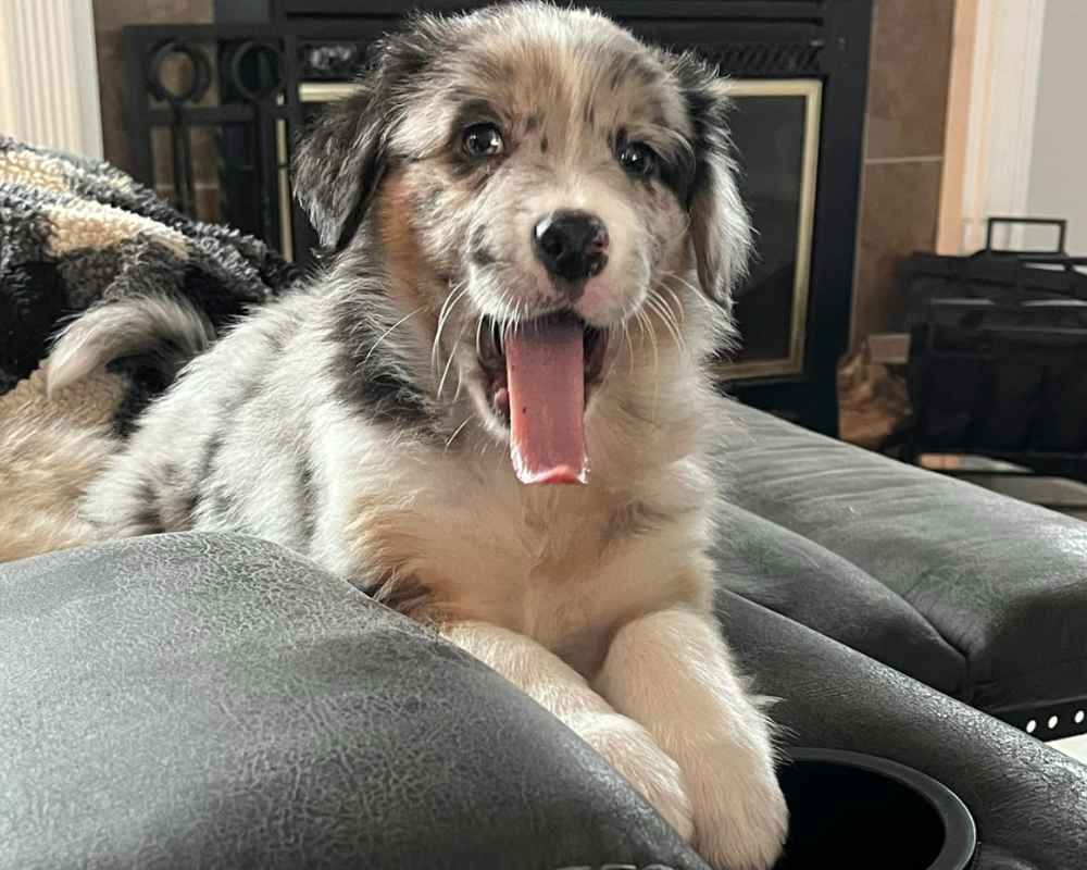 Puppy Stages and Timeline from Birth to 8 Weeks - Pawrade.com