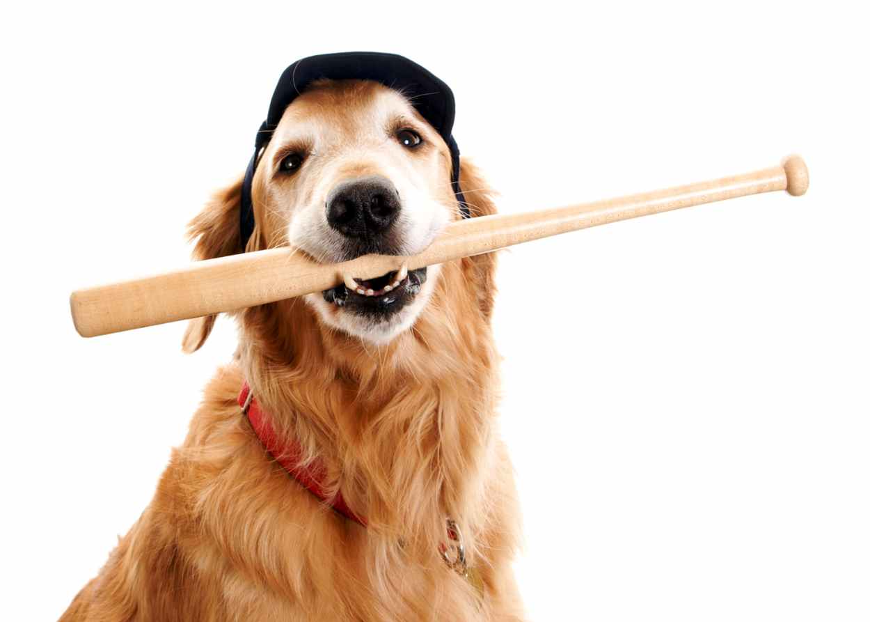 Baseball Bat Dogs Hit a Home Run With Fans - Pawrade.com