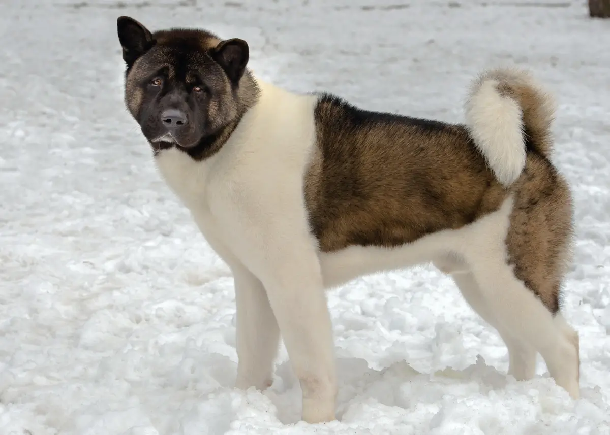 The Ultimate Akita Puppy Ownership Guide - Pawrade.com