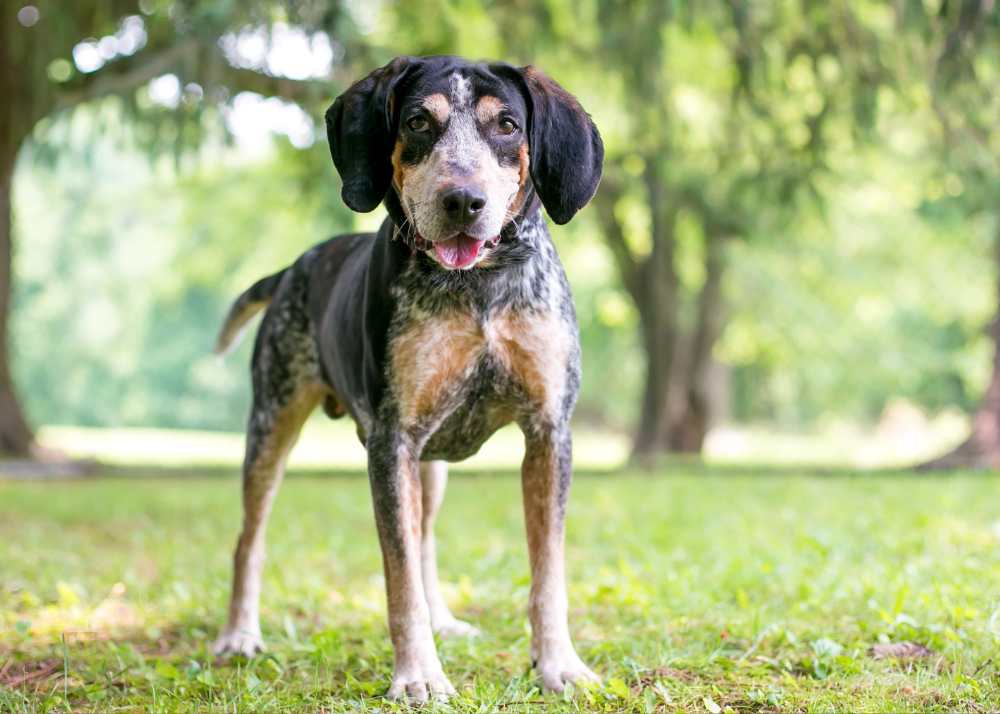 Meet 13 Official State Dogs of the USA - Pawrade.com