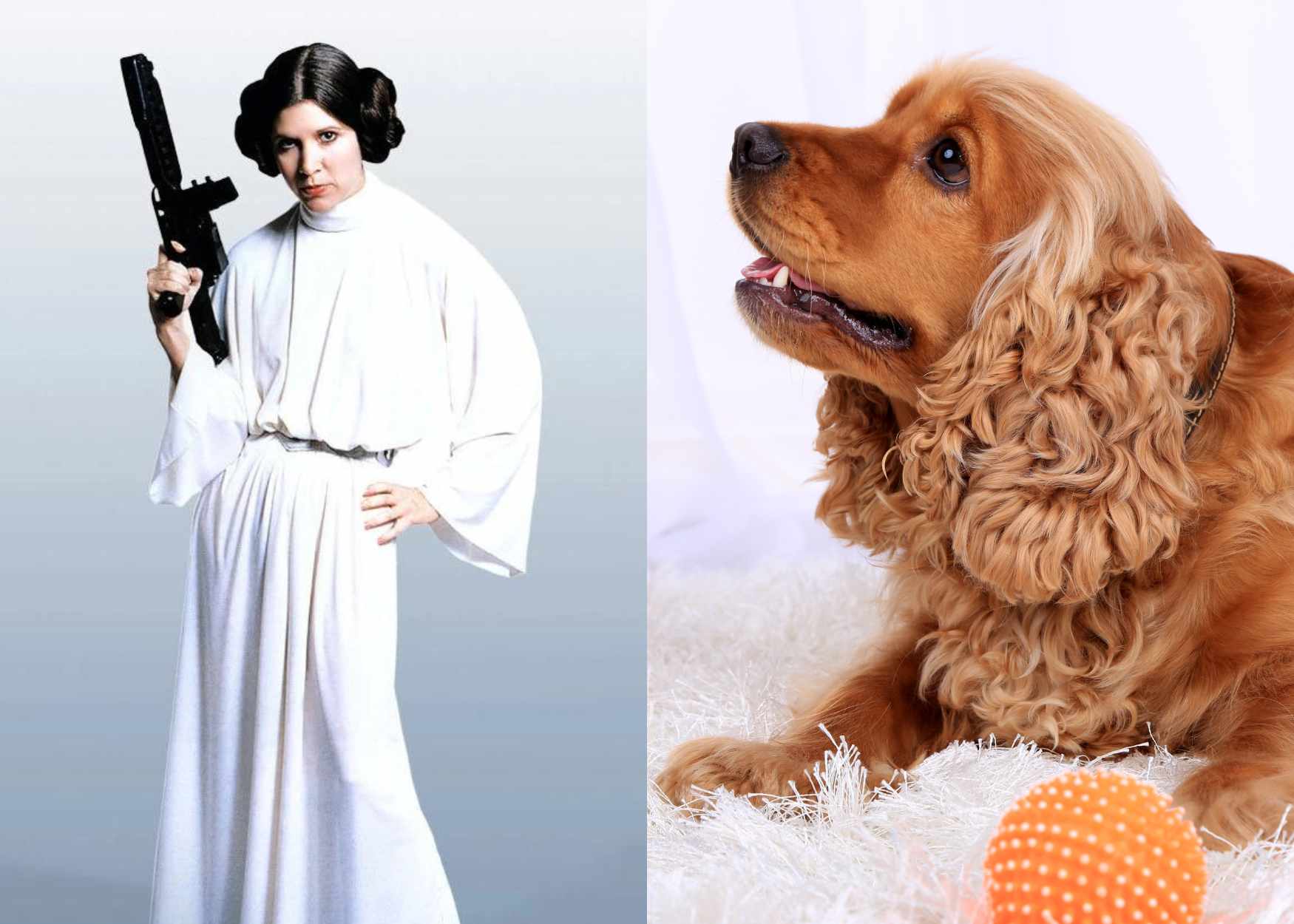 May the Fourth Be With You: Star Wars and Galactic Dog Breeds - Pawrade.com