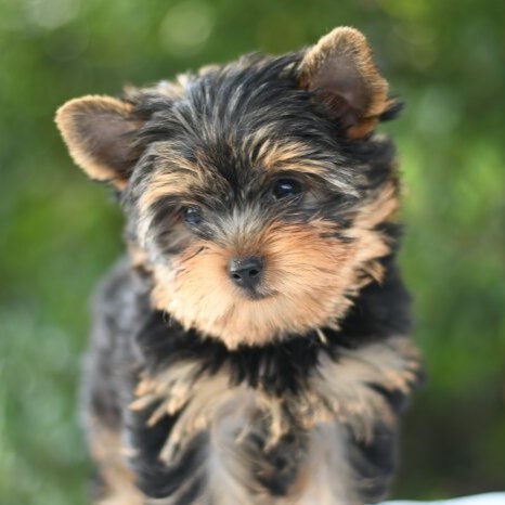 Super Cute Dog Breeds: Whether You're Looking for a Small, Medium, or ...